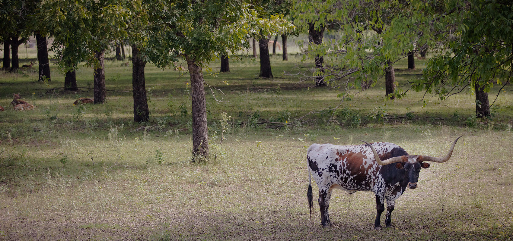Texas Hill Country RV Park | Skyline Ranch RV Park and Cabins